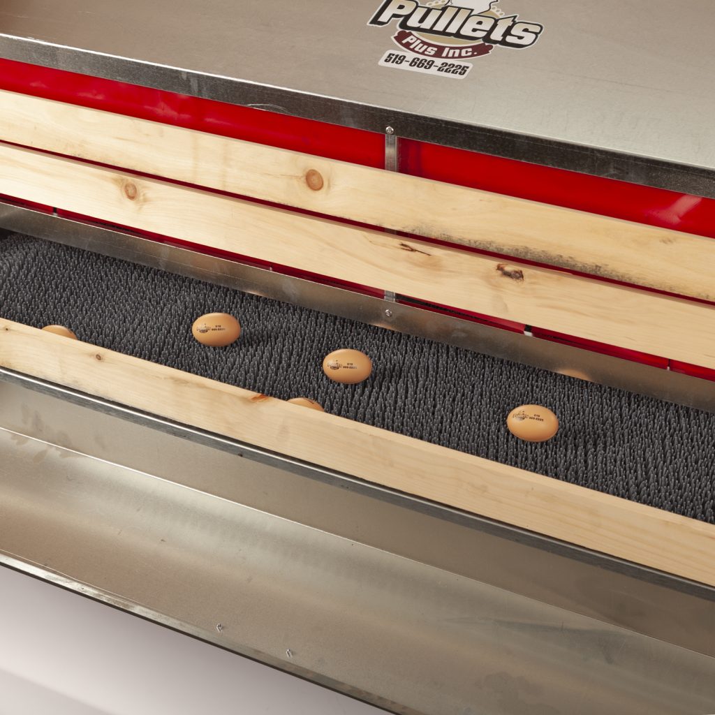 Community Nest - Pullets Plus