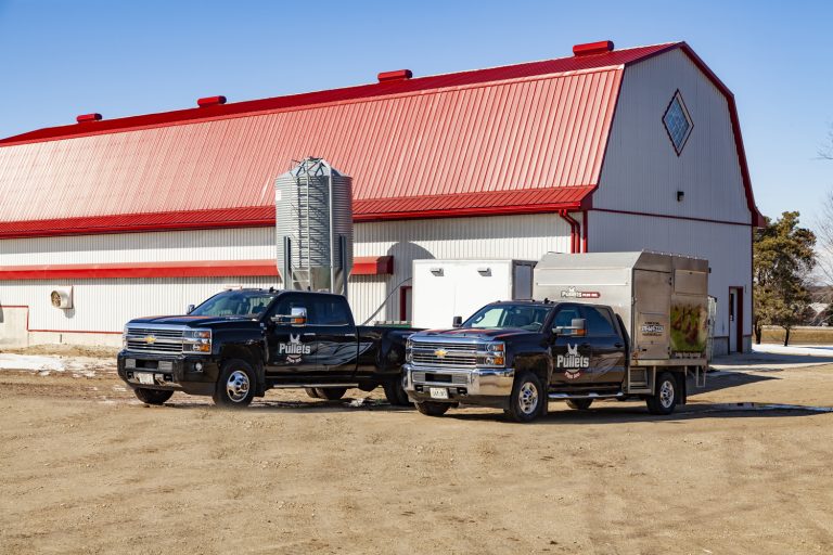 Home - Pullets Plus 50 Years of Hobby Flock Experience