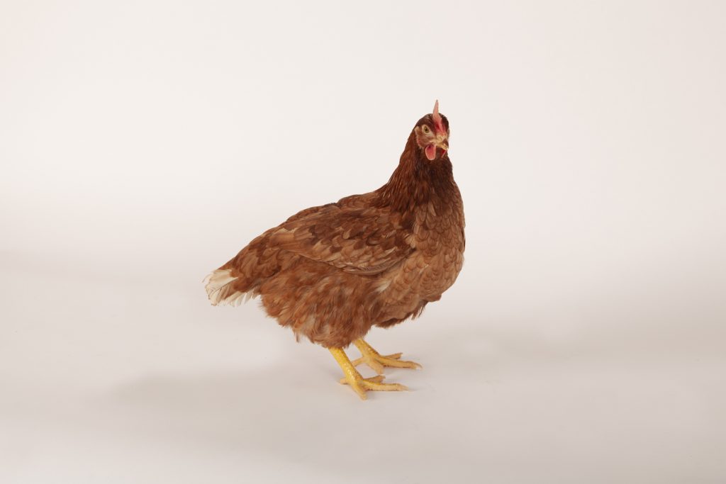 Brown Pullet - Pullets Plus