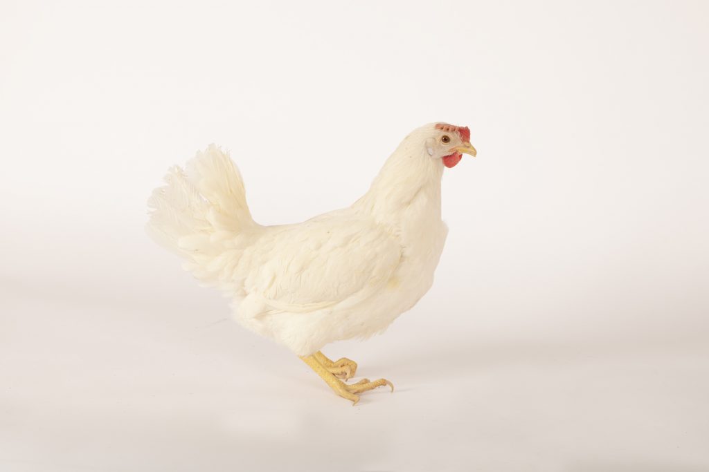 White Pullet - Pullets Plus
