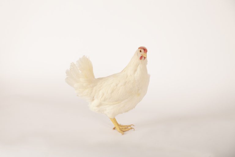 White Pullet - Pullets Plus