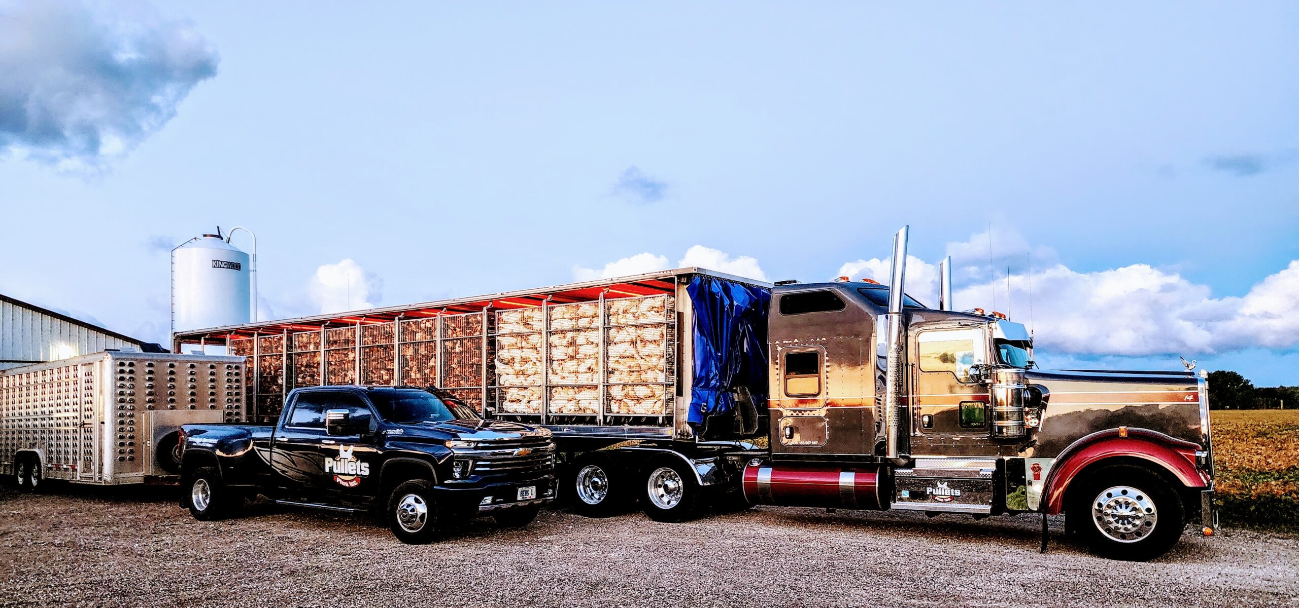 Transportation - Pullets Plus